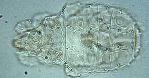 Variety of Life: Brachychthonius