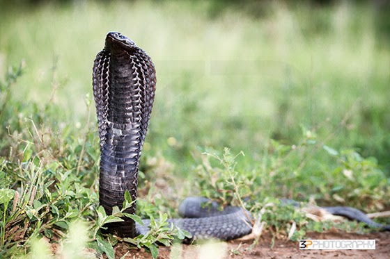 3P Photography: Rinkhals and all