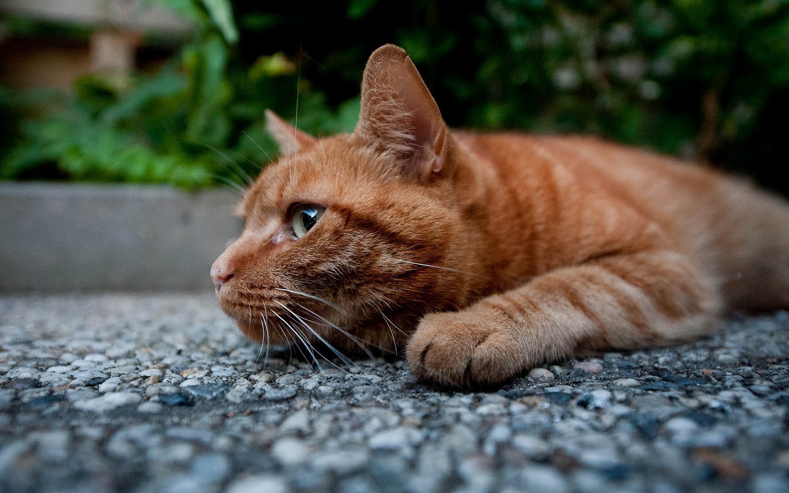 40 mooie katten achtergronden en foto's