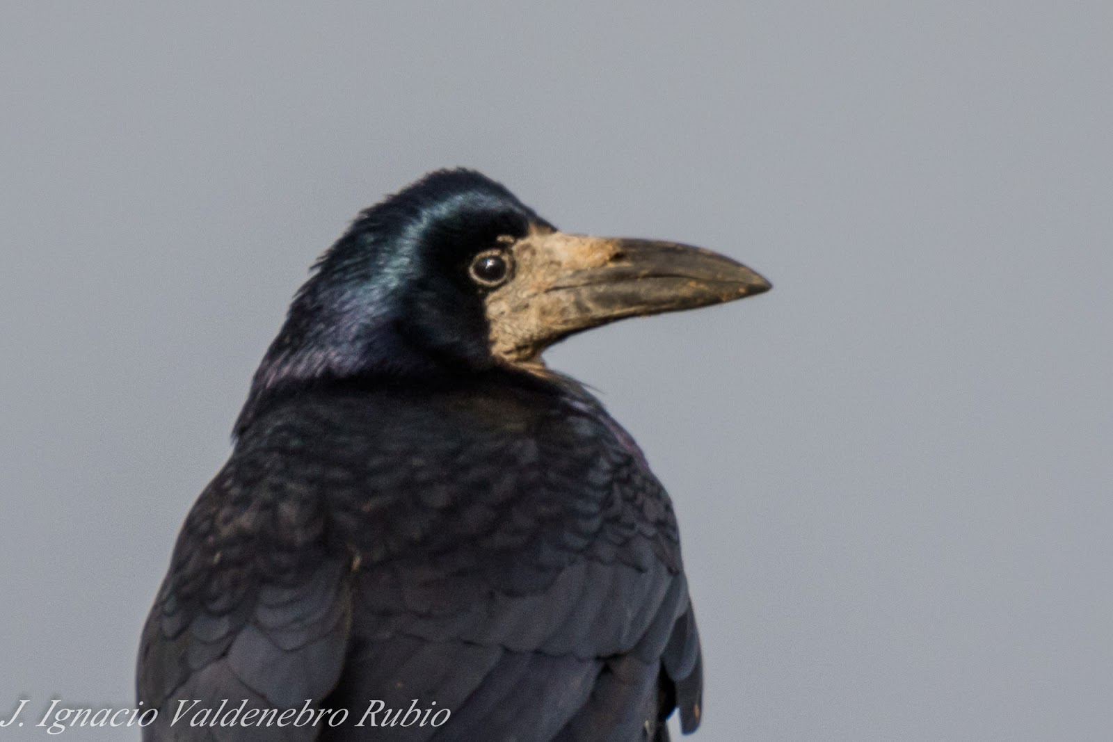 DocNatureBlog: Un ave con un aspecto poco agraciado y con enigma. Graja ...