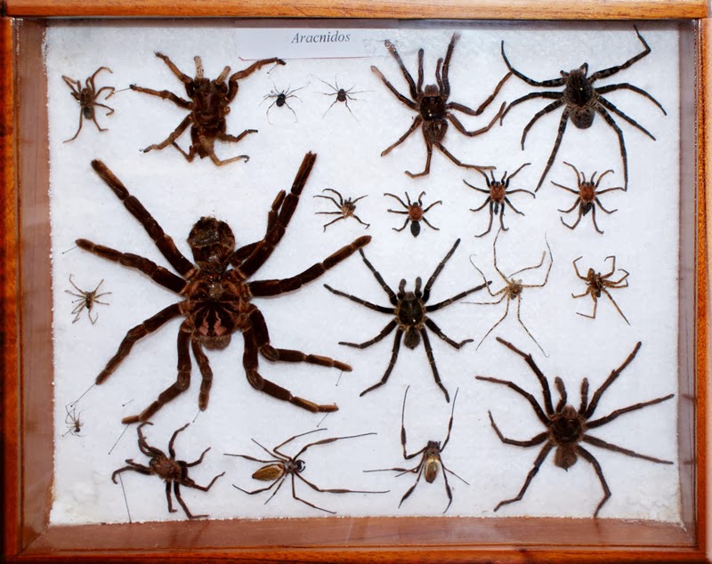 Vacuven Centro Vacunación Dr Alejandro Rísquez www.vacuven@com.ve: Aracnología: A las personas ...