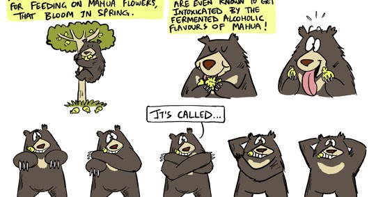 Green Humour: Sloth Bears and Mahua Flowers