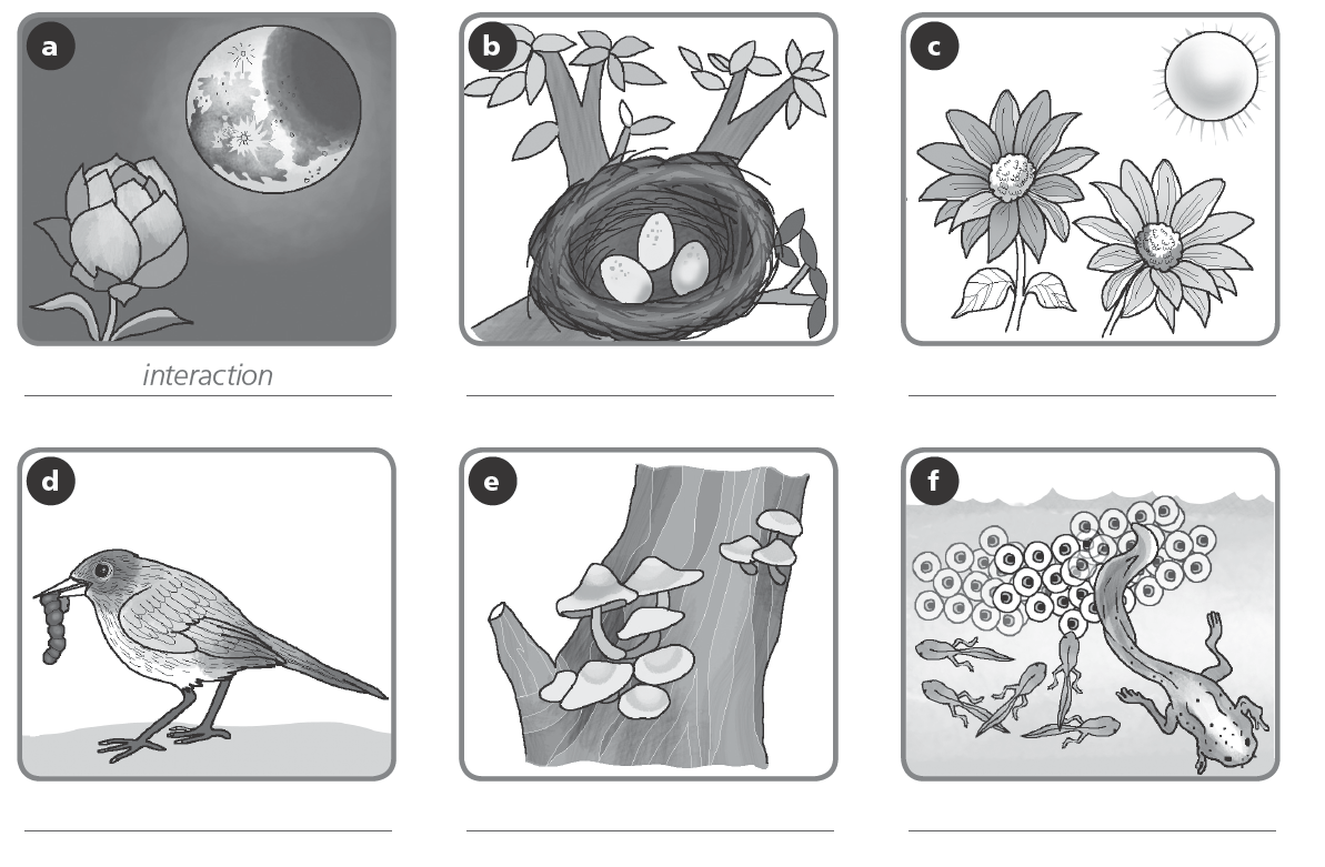 5th Grade - Andrés Segovia: UNIT 1: Living things and Vital Functions