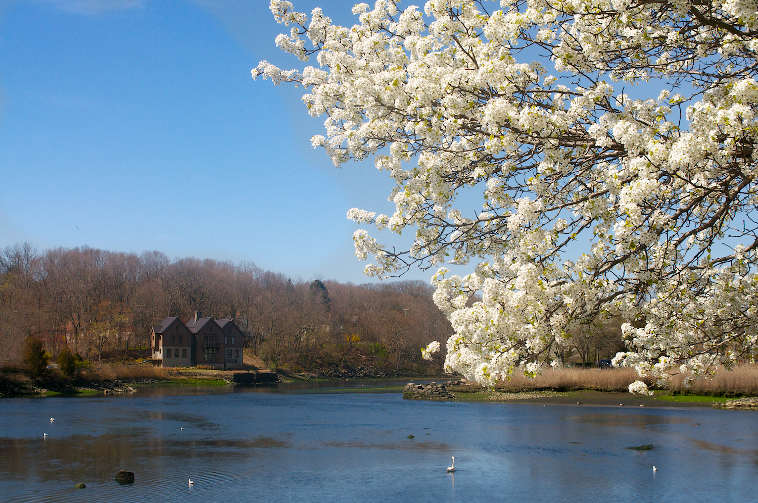 Photography in my Life: Early Spring Trees
