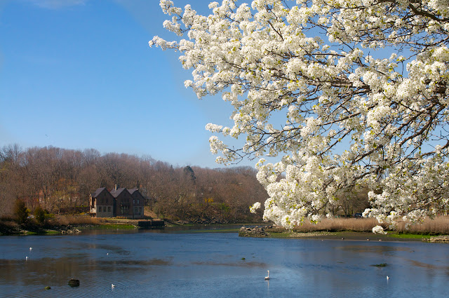 Photography in my Life: Early Spring Trees