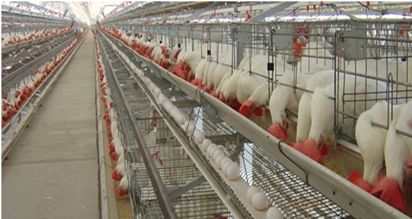 Advanced Bio-Agro Tech Limited (ABTL): Modern Broiler Production & the ...