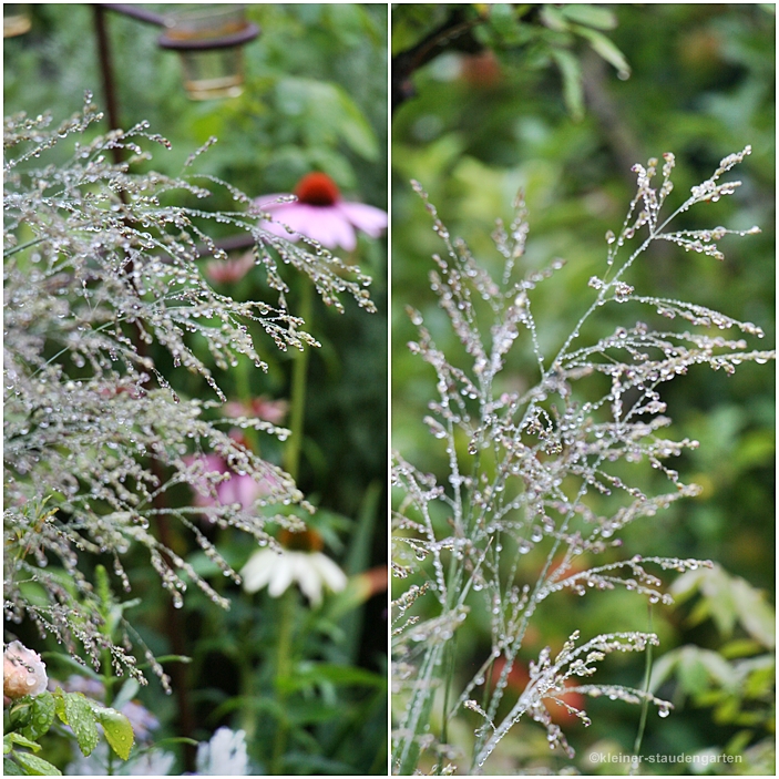 kleiner-staudengarten: August 2017