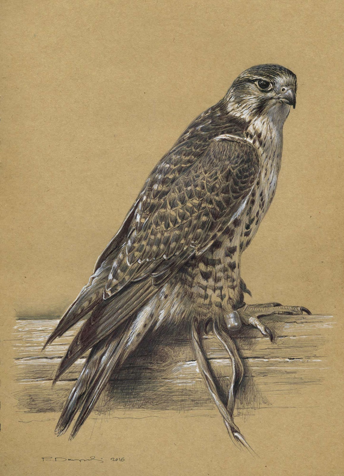 Saker falcon watercolour