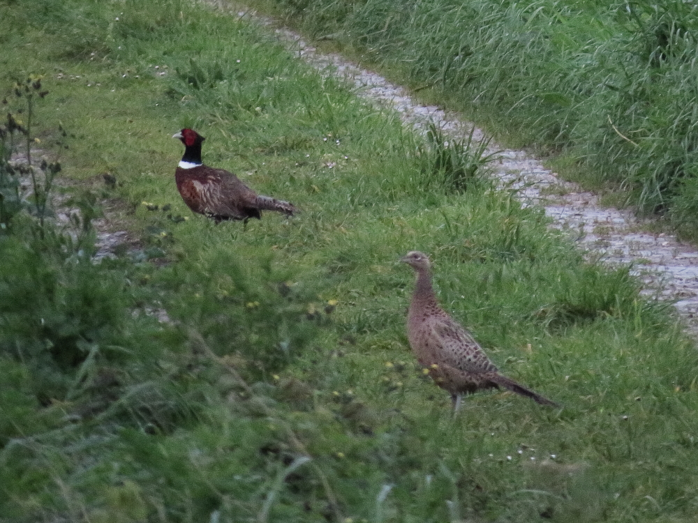 Bichos e demais familia: Primeiros Acrocephalus