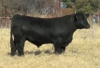 Lautner Farms: Maverick Ranches and Austin Cattle Momma Maker Bull Sale