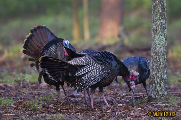 Pennsylvania Wildlife Photographer: Eastern Wild Turkey: Jakes Fighting