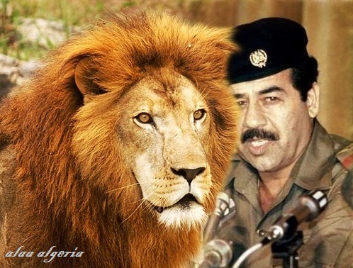 alaa algeria: le lion saddam