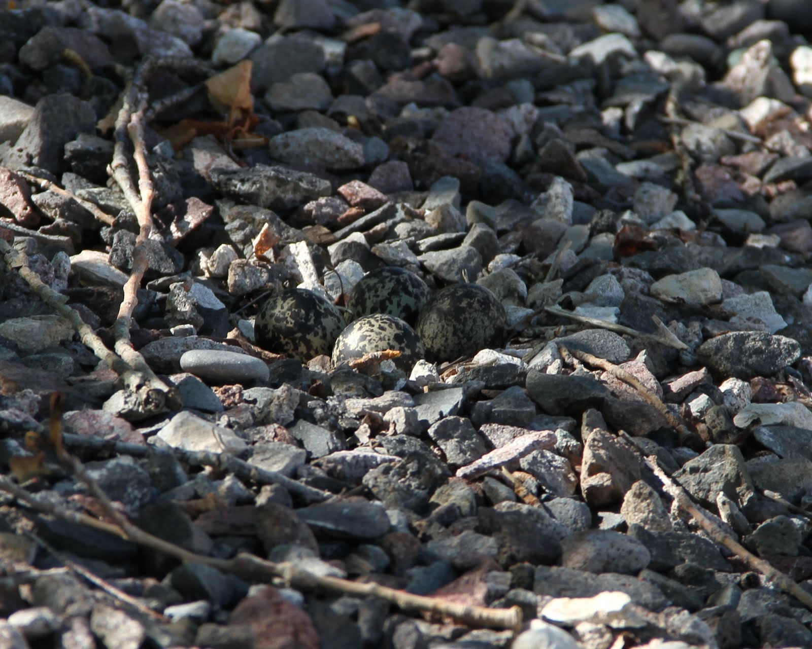 Enjoy the Ride: A Rock Nest