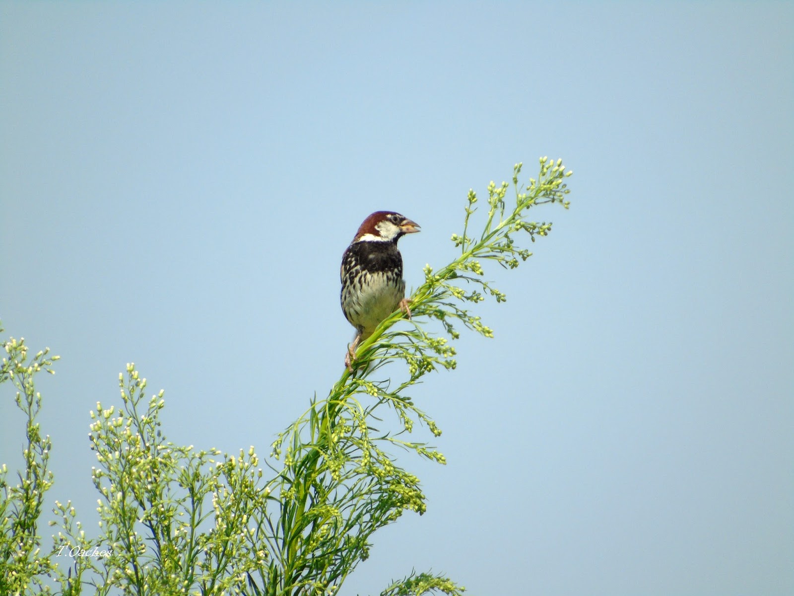 PASARI DIN ROMANIA: VRABIE NEGRICIOASA, Passer hispaniolensis