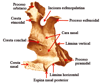 Morfofunción: Cabeza y cuello: Palatino