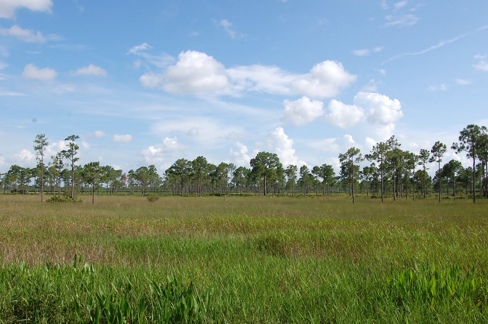 Field Notes and Photos: Tucker's Grade: Landscapes in Florida's Wet Prairie