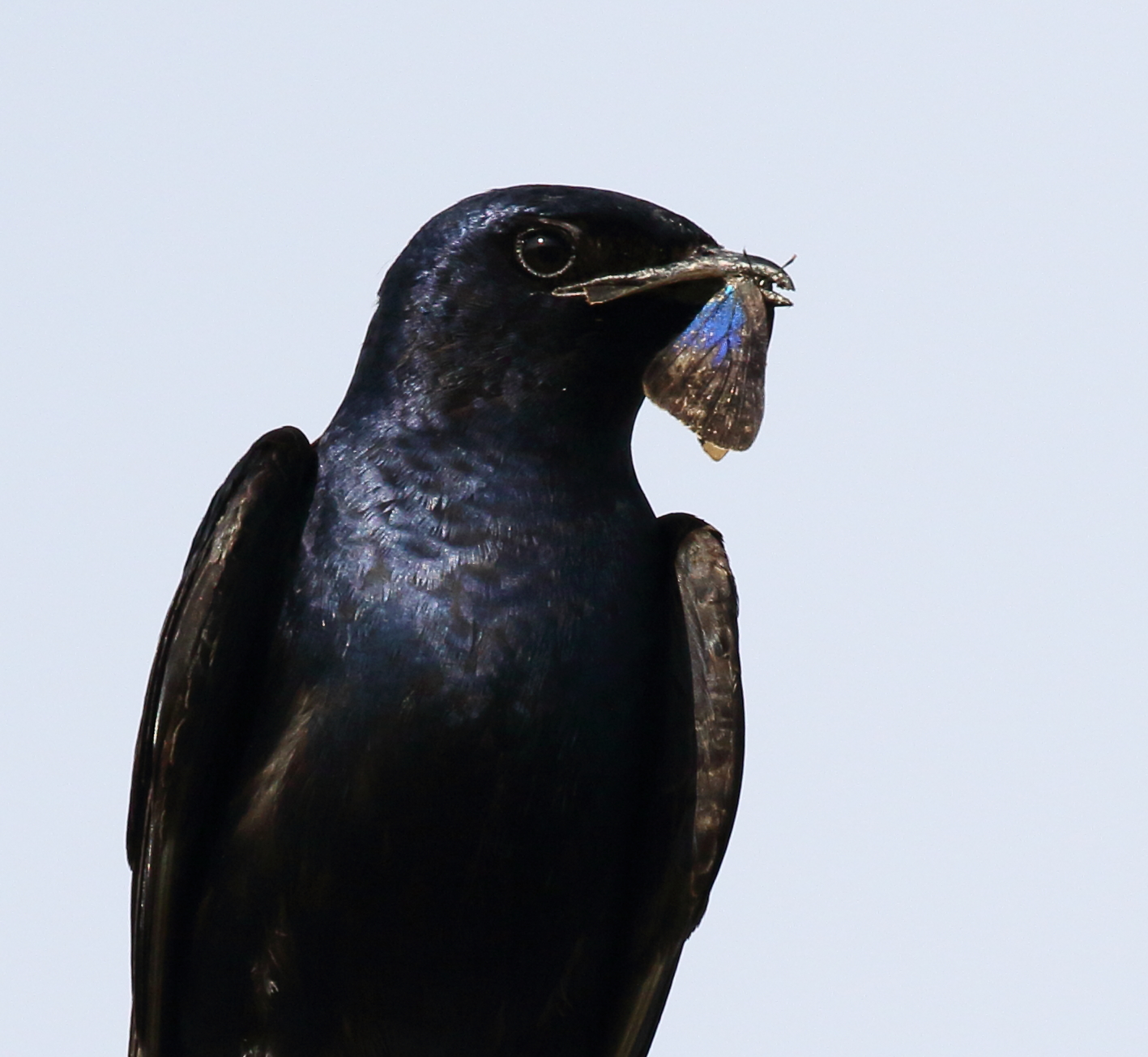 The Birds & The Bees: purple martin nest checks