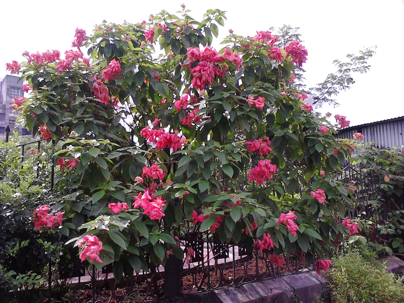 Garden Care Simplified: Mussaenda Erythrophylla container growing care ...