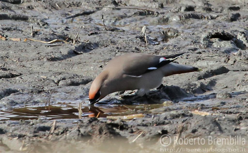 libereali: Il beccofrusone: “uccello dalle piume di seta”