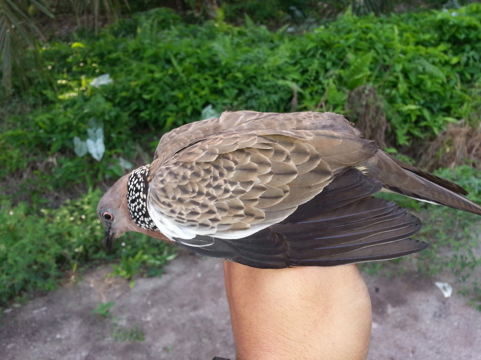 TEKUKUR - SANG SEMUT