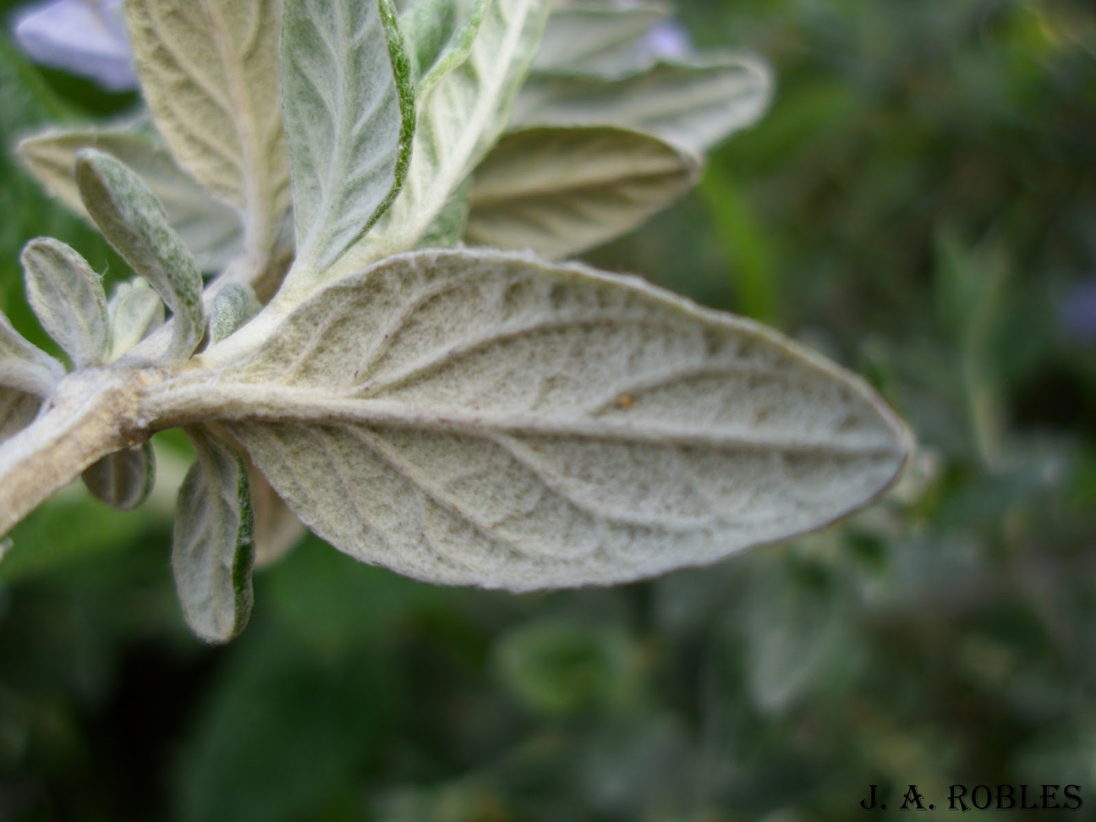 Silencio verde, la vida...: Teucrium fruticans (olivilla, teucrio)