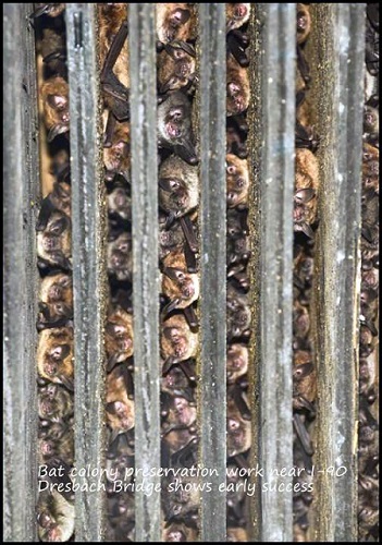 Bat colony preservation work near I-90 Dresbach Bridge shows early success