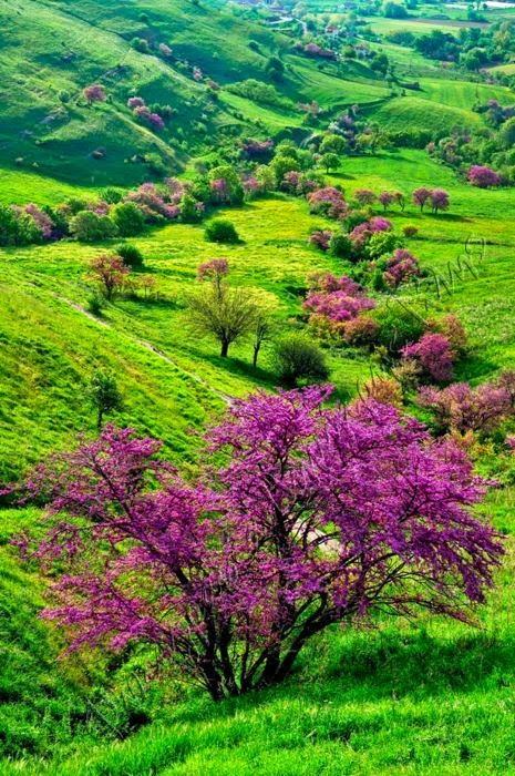 Spring around world ~ Stunning nature