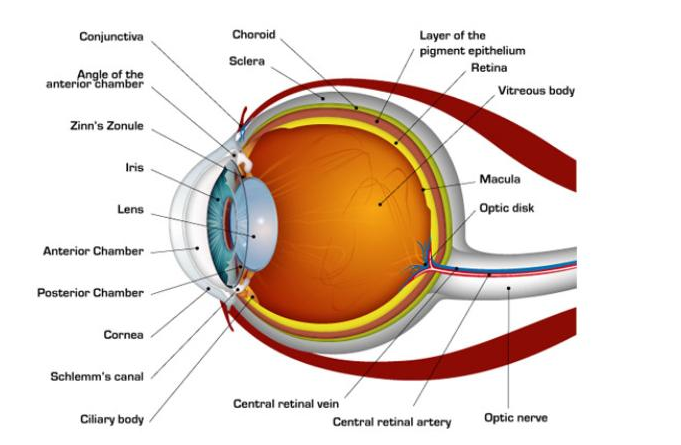 Group 4 Project: Biology: Investigating the Human eye