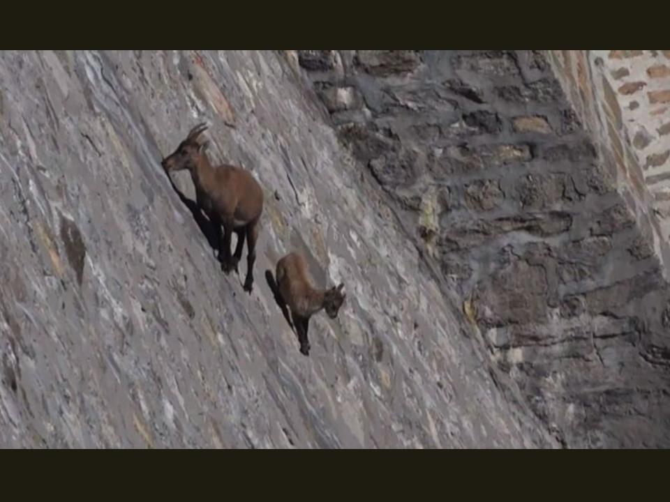 CLASA NOASTRĂ: [ FOTO ] CAPRA DE MUNTE