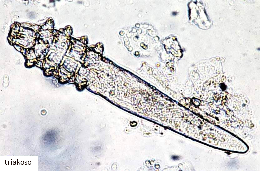 Veterinary Blog: Demodex