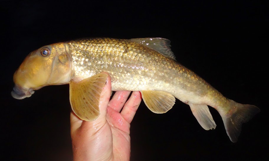 Ben Cantrell's fish species blog: Kishwaukee River suckers