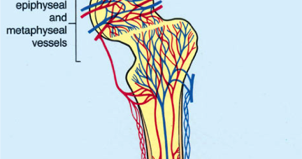 Blood Supply of Long Bone
