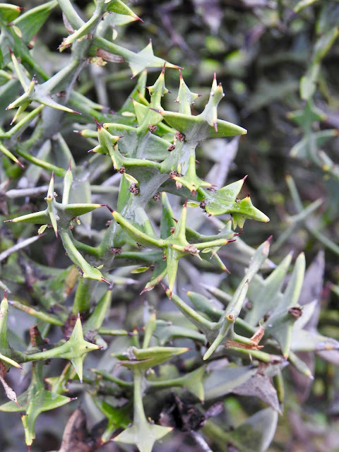 Anchor Plant - Colletia paradoxa