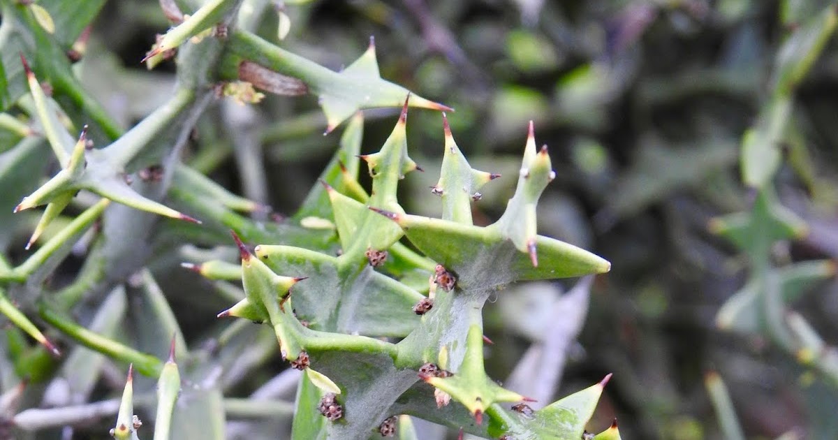 Anchor Plant - Colletia paradoxa