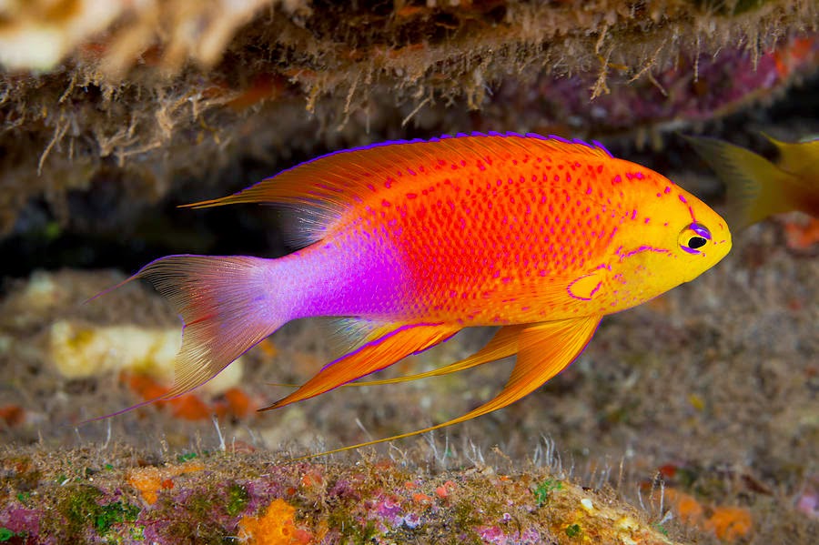 World of FISH: Lyretail Anthias (Pseudanthias squamipinnis)