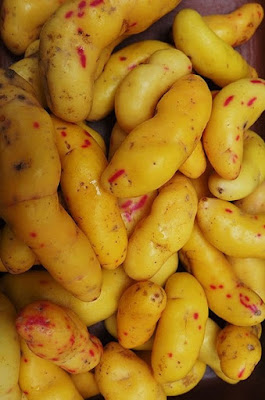 PLAAN : Olluco – Ullucus tuberosus