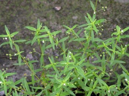 33 Khasiat Rumput Mutiara Untuk Kesehatan | Khasiat