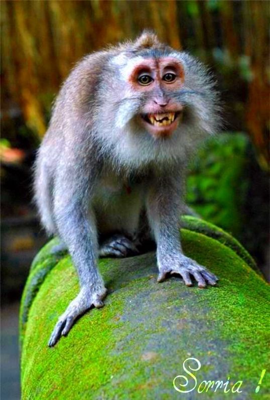 Curiosos e Engraçados: Macacos Sorrindo