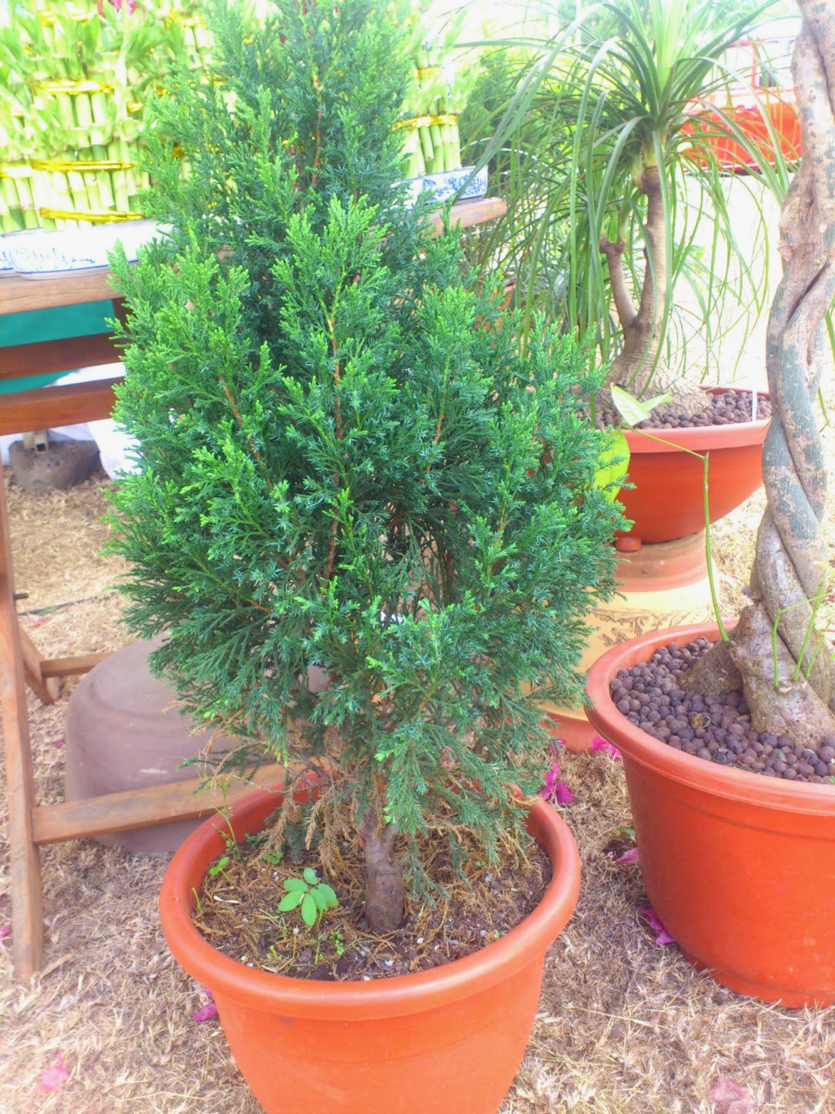 Bonsai Mauritius: Bonsai @ Salon de la Maison et du jardin 2014