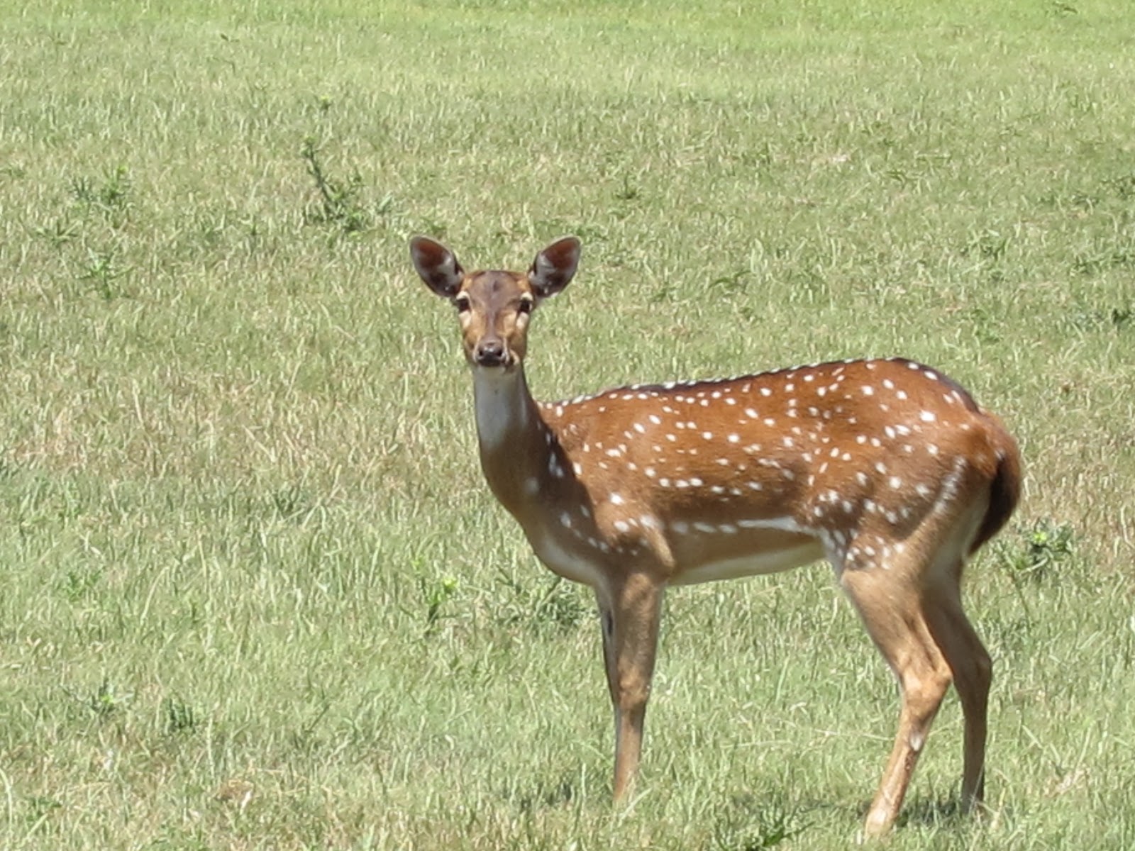 Sound and Fury: Camels and Zebras and Deer - Oh My!