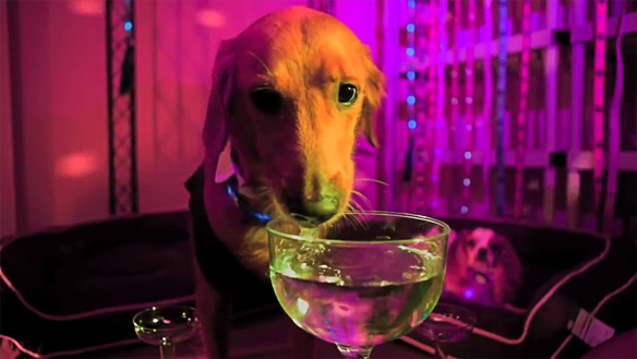 DOGS Gone Wild: Pooches Celebrate TGIF Rave Party! | BOLD and UNUSUAL ...