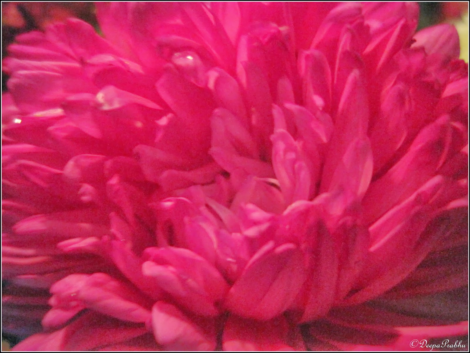 Photos of Shevanti and Aster flower / Chrysanthemums and Aster - Random ...