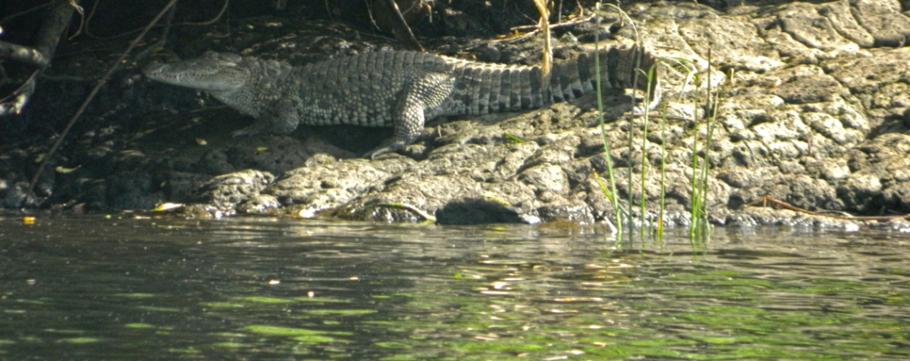 Crocodile safari at Maldoli backwater,Maharashtra,India | Travel life ...