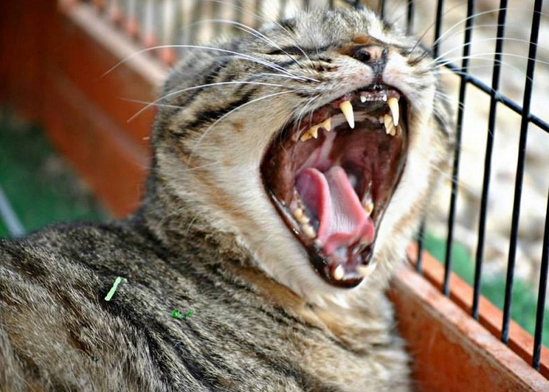 NOBLE GALGO: MICHI - gatazo precioso de 6 años - Madrid - Muy urgente!!!