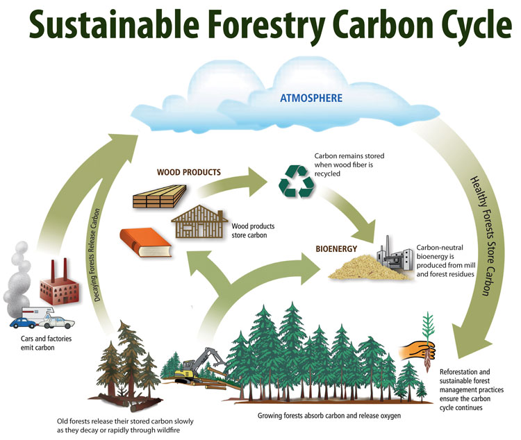 Geothinking: Clear more forest; cause more climate change