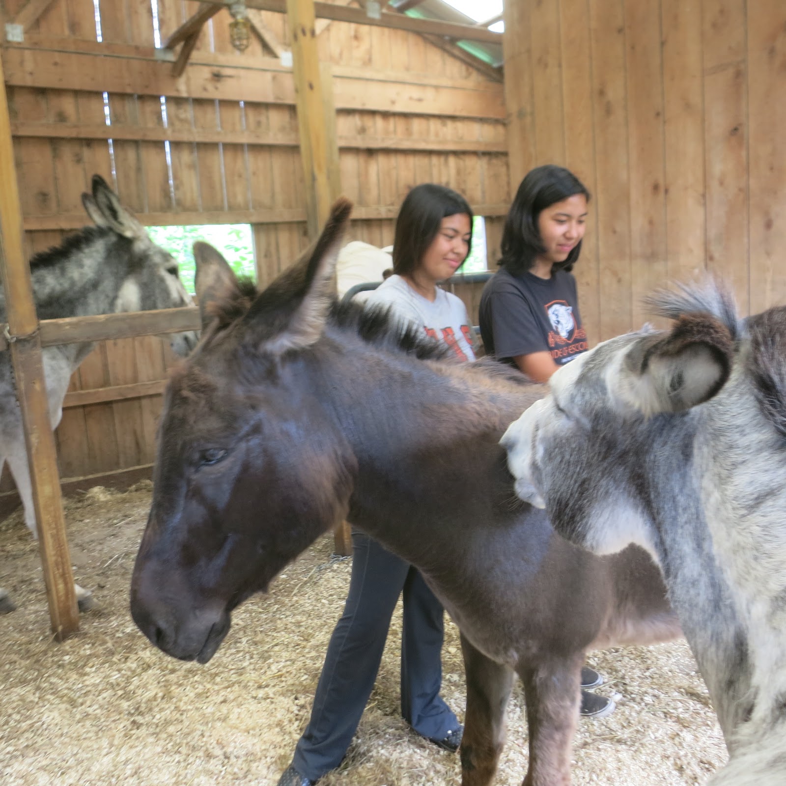 The Dancing Donkey: Ambassadors at Work