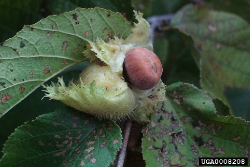 FINDIK RESİMLERİ ~ Resimler Diyarına Hoşgeldiniz