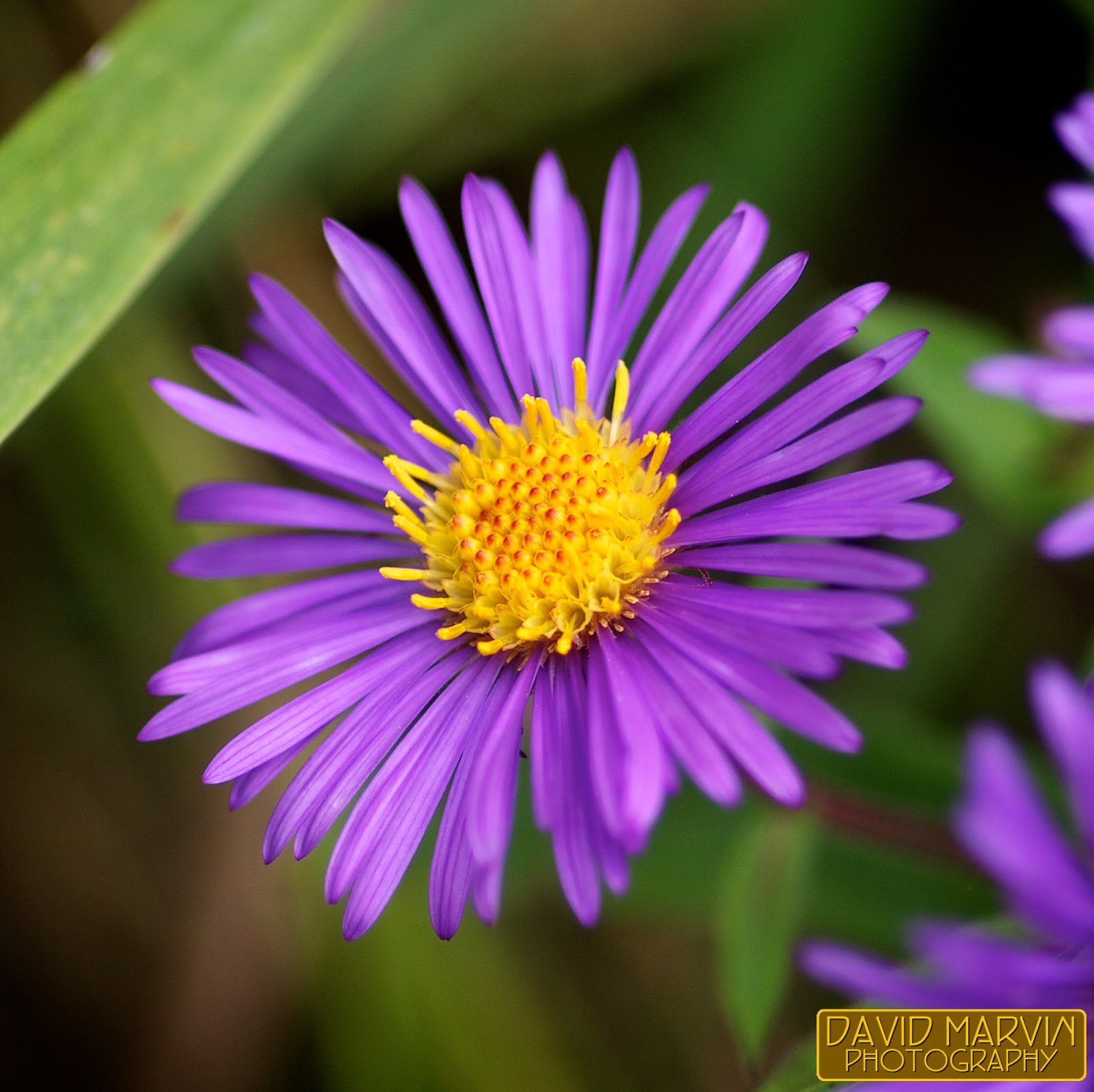 David Marvin Photography - Lansing, Michigan: Wild Aster