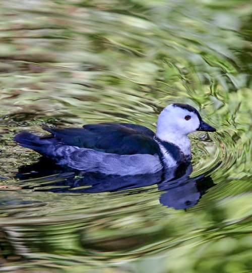 Cotton pygmy-goose images | Birds of India | Bird World