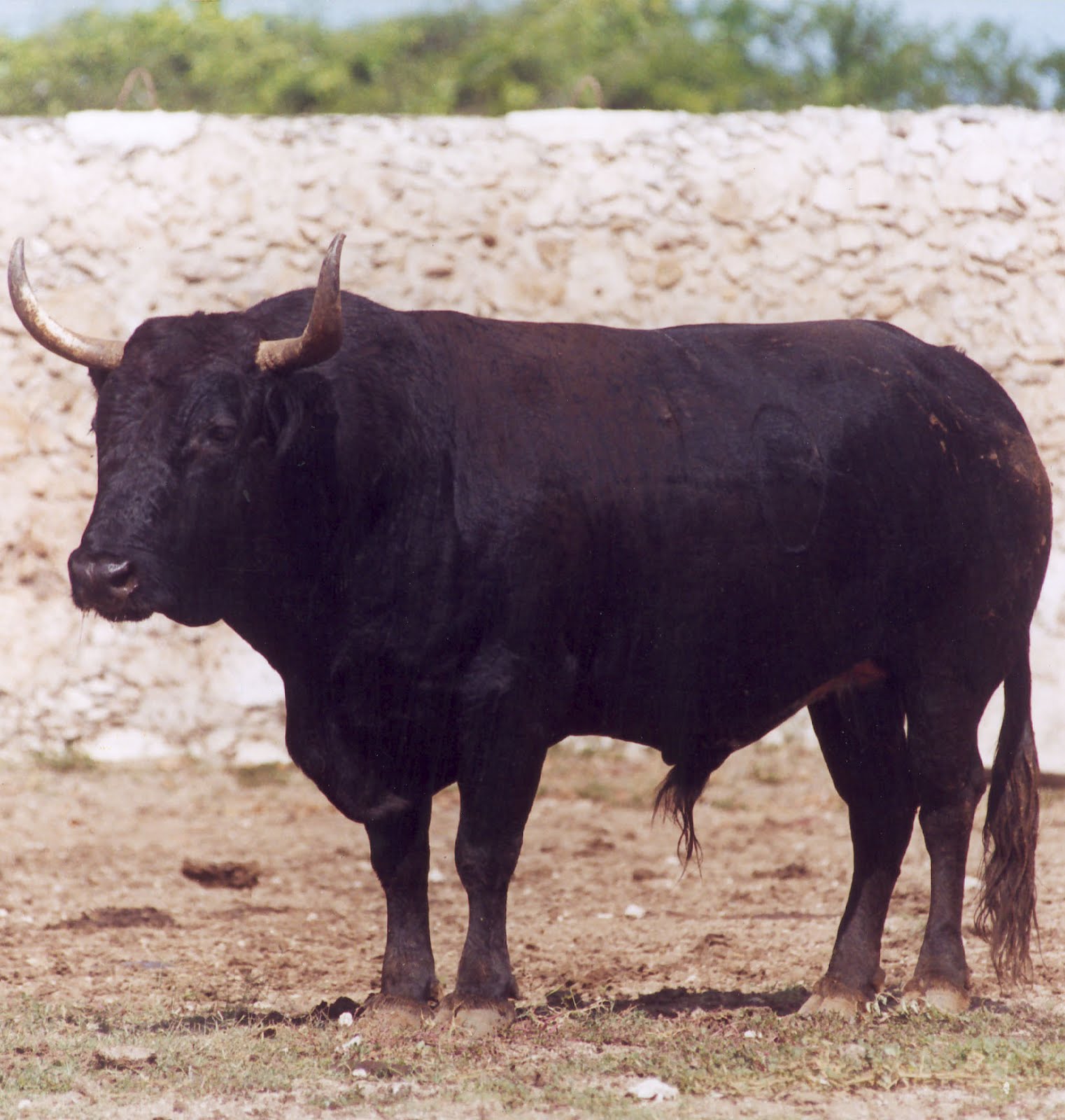 Apuntes de Tauromaquia y Flamenco: El Toro en la narrativa de los mayas